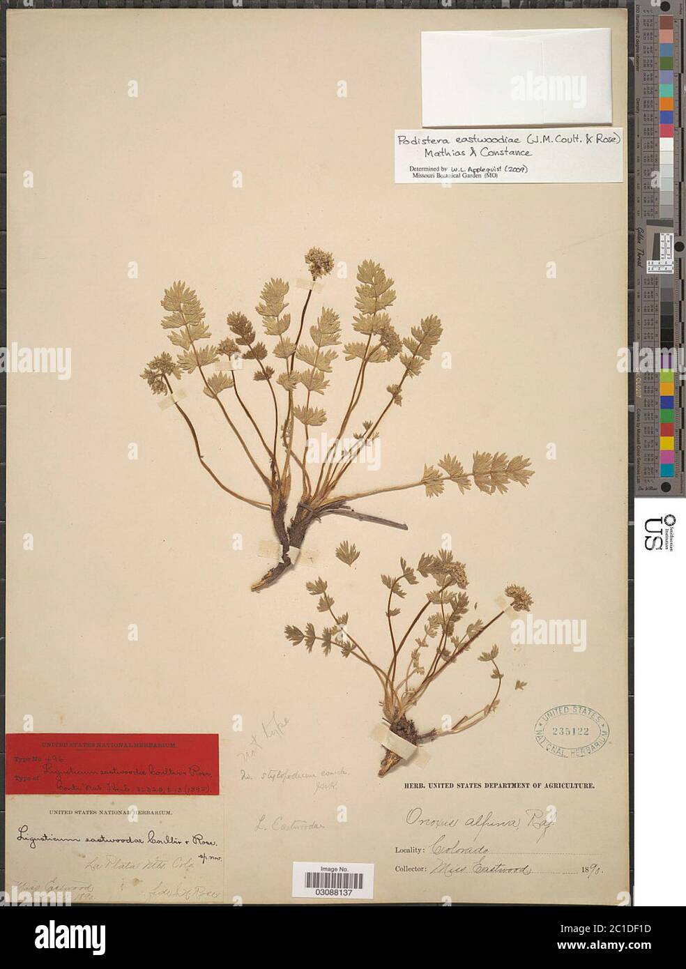 Podistera eastwoodiae JM Coult Rose Mathias Constance Podistera ...