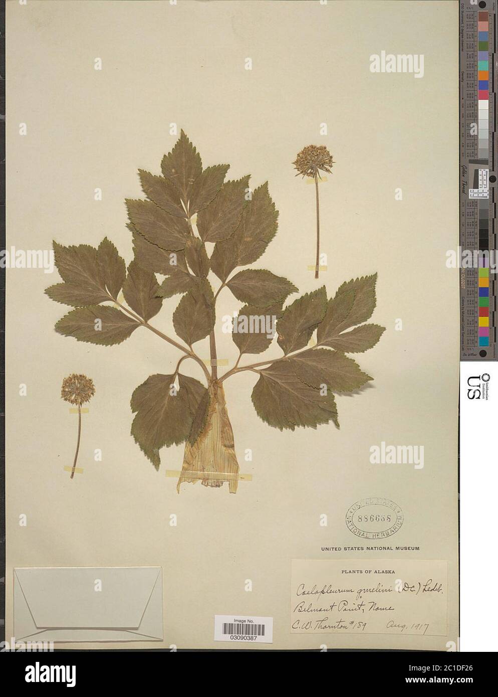 Angelica lucida L Angelica lucida L Stock Photo - Alamy