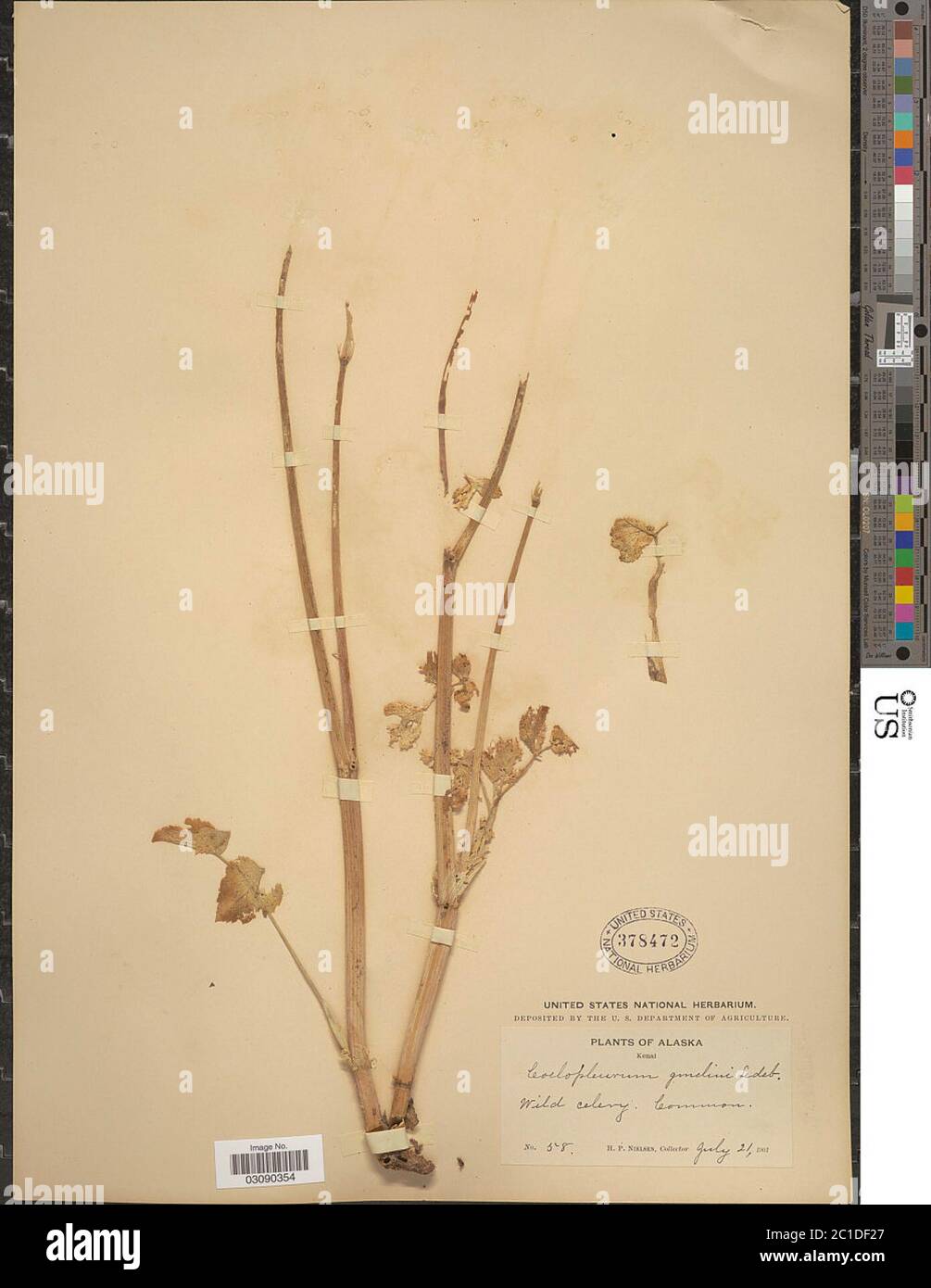 Angelica lucida hi-res stock photography and images - Alamy