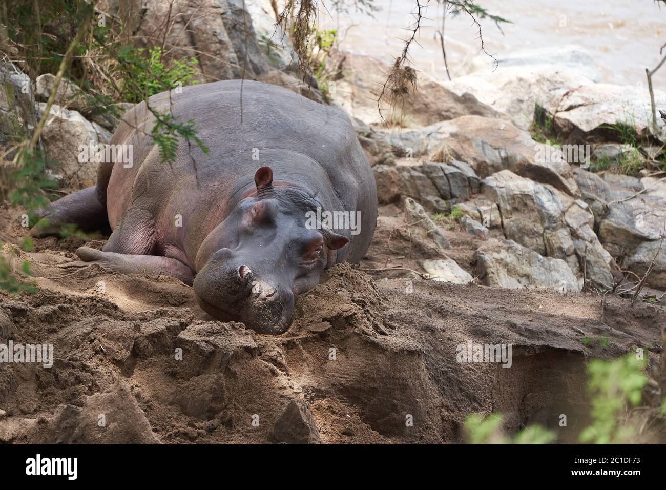 Hippo Hippopotamus amphibious Africa Safari Portrait Water Out open ...