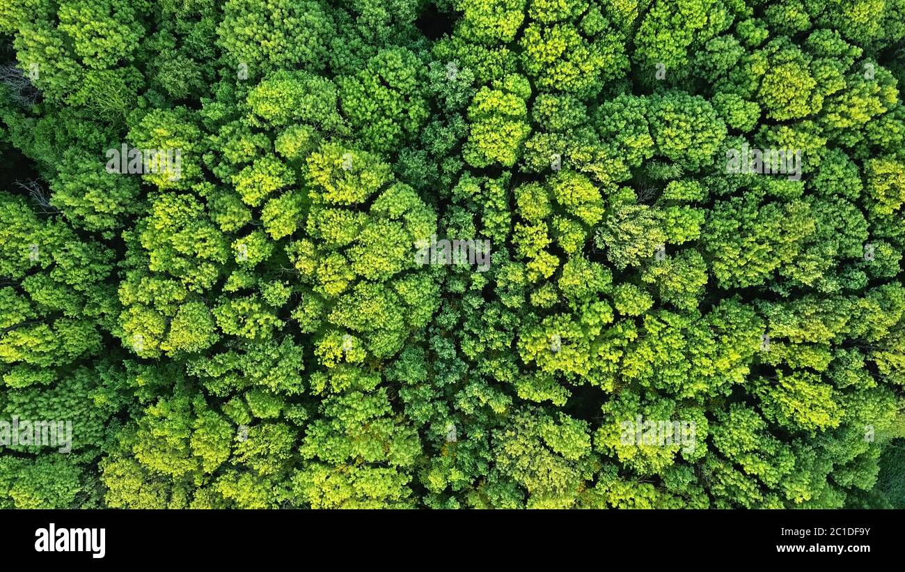 Aerial viev green forest on a spring day, natural background. Photo ...