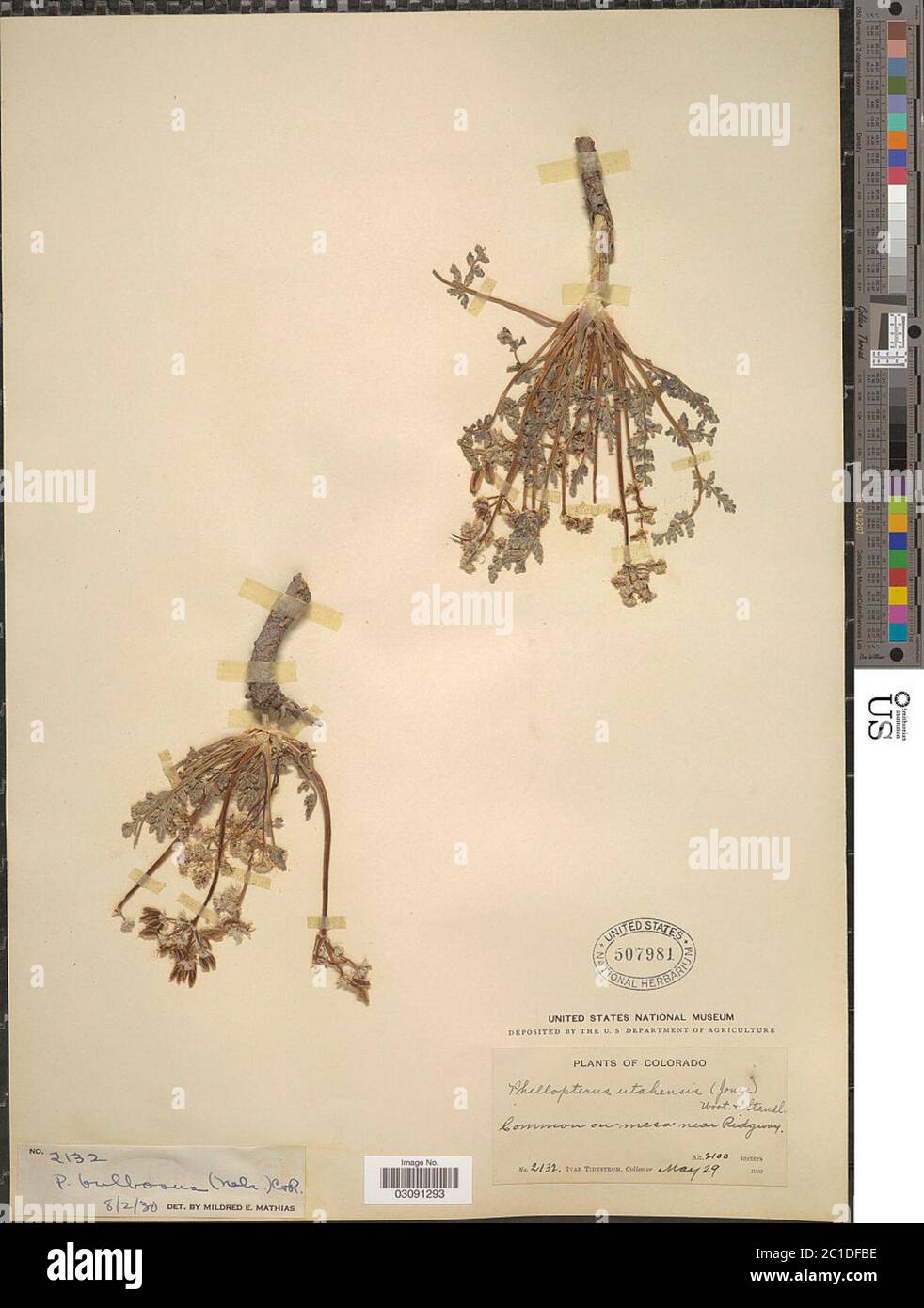 Cymopterus bulbosus A Nelson Cymopterus bulbosus A Nelson Stock Photo ...