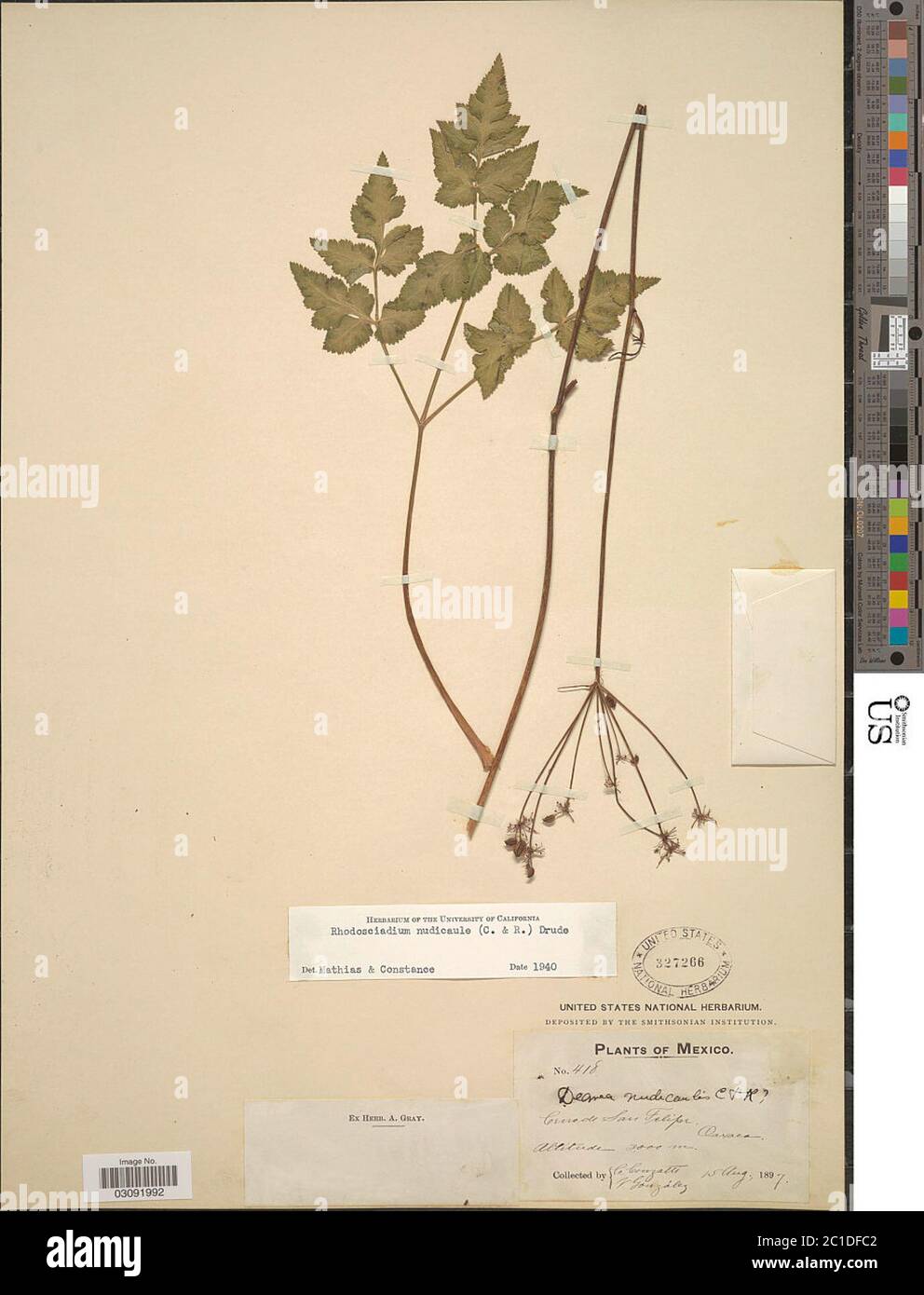 Rhodosciadium nudicaule Drude Rhodosciadium nudicaule Drude Stock Photo ...