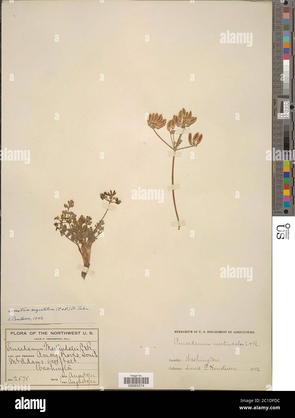 Lomatium angustatum JM Coult Rose H St John Lomatium angustatum JM ...