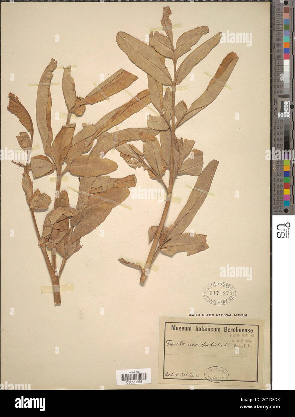 Ferula assafoetida L Ferula assafoetida L Stock Photo - Alamy