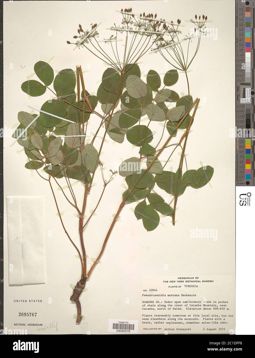 Curated botanical study hi-res stock photography and images - Alamy