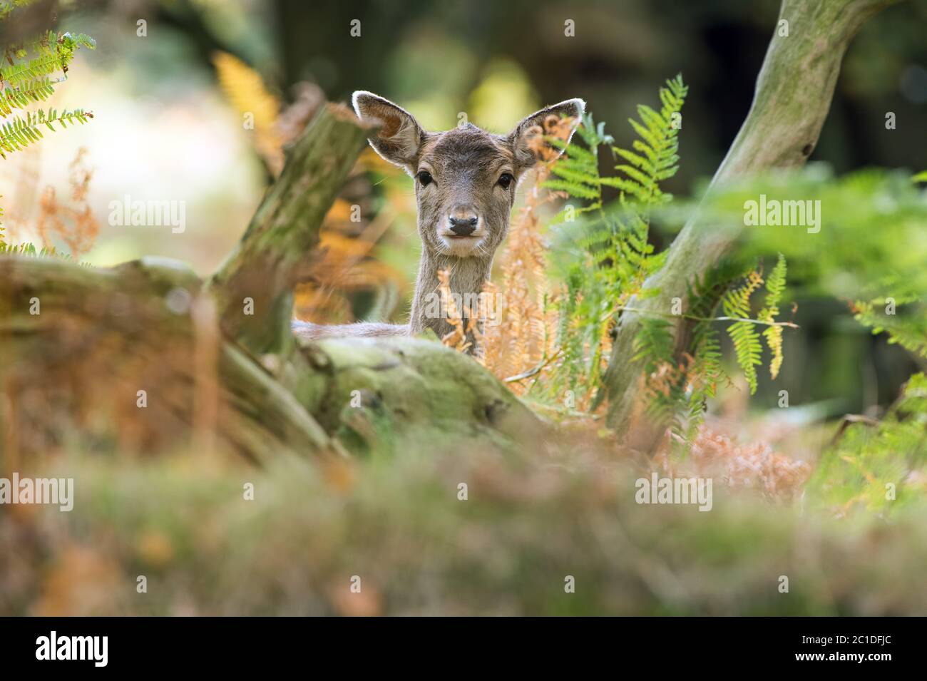 Red Deer Fawn Stock Photo - Alamy