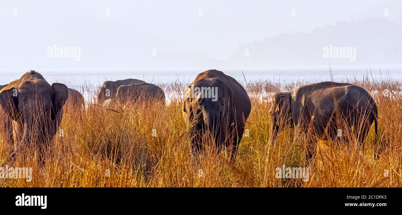 Indian elephant family (Elephas maximus indicus) with Ramganga ...