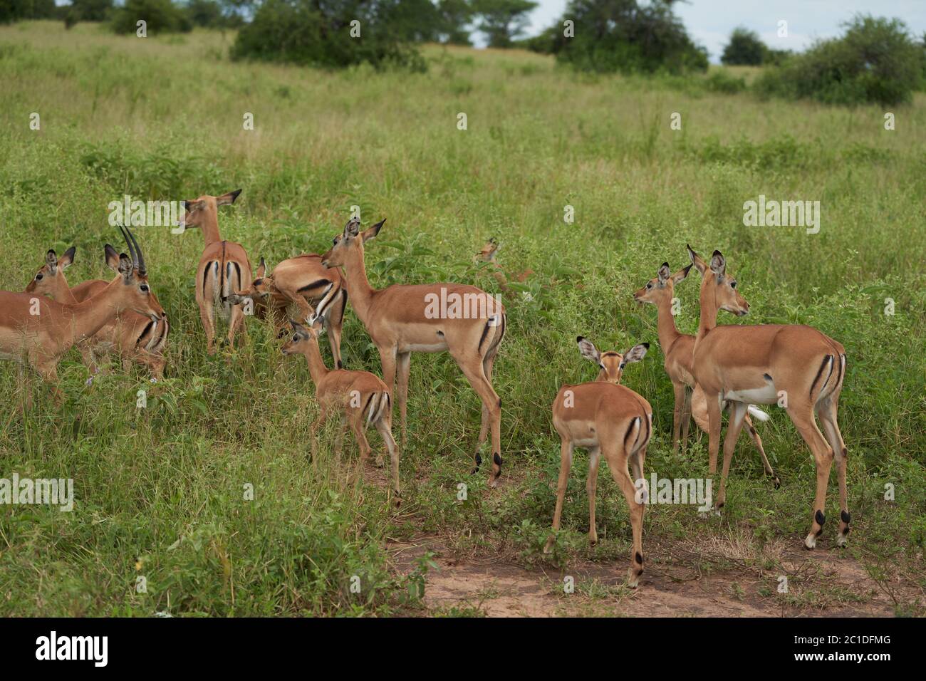 Impala Group Impalas Antelope Portrait Africa Safari Stock Photo - Alamy