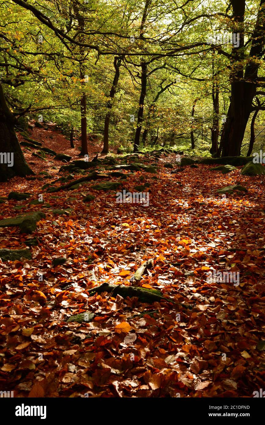 Fallen leaves on a forest floor in Derbyshire, UK Stock Photo - Alamy