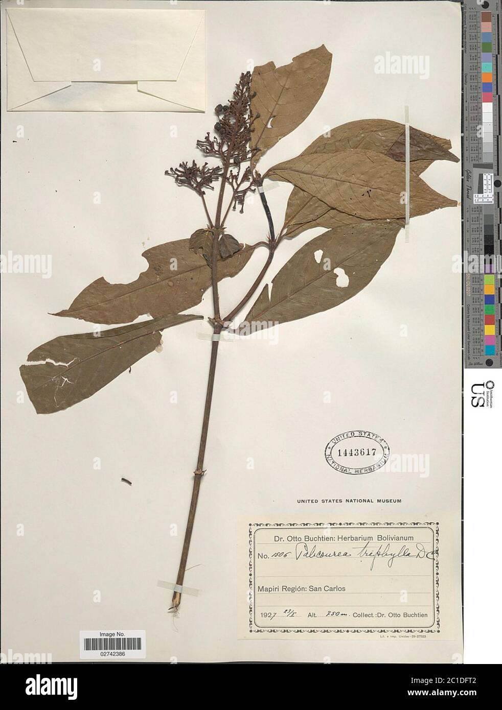 Palicourea triphylla DC Palicourea triphylla DC Stock Photo - Alamy
