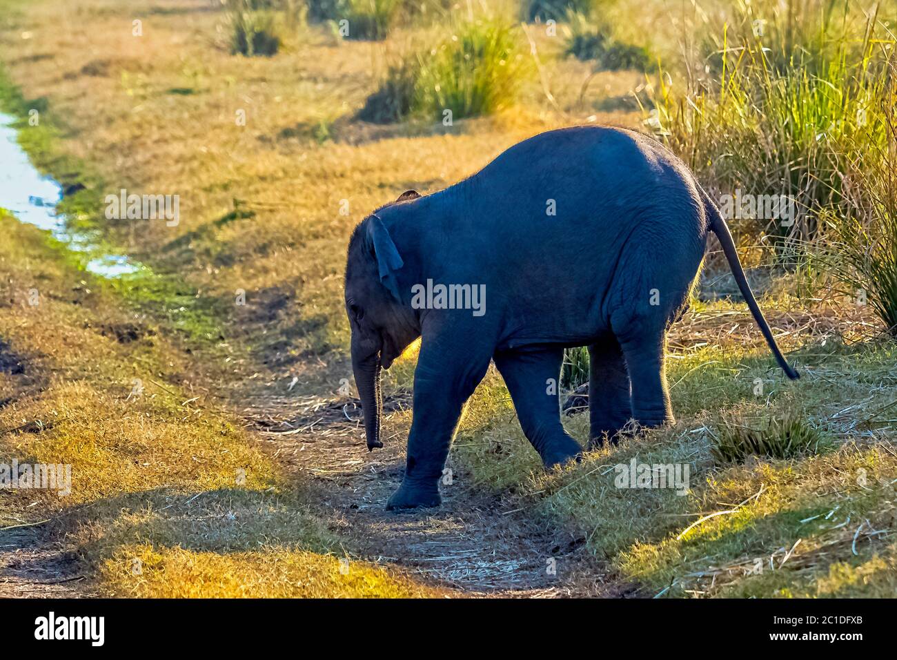 Baby Indian elephant (Elephas maximus indicus) with Ramganga Reservoir ...