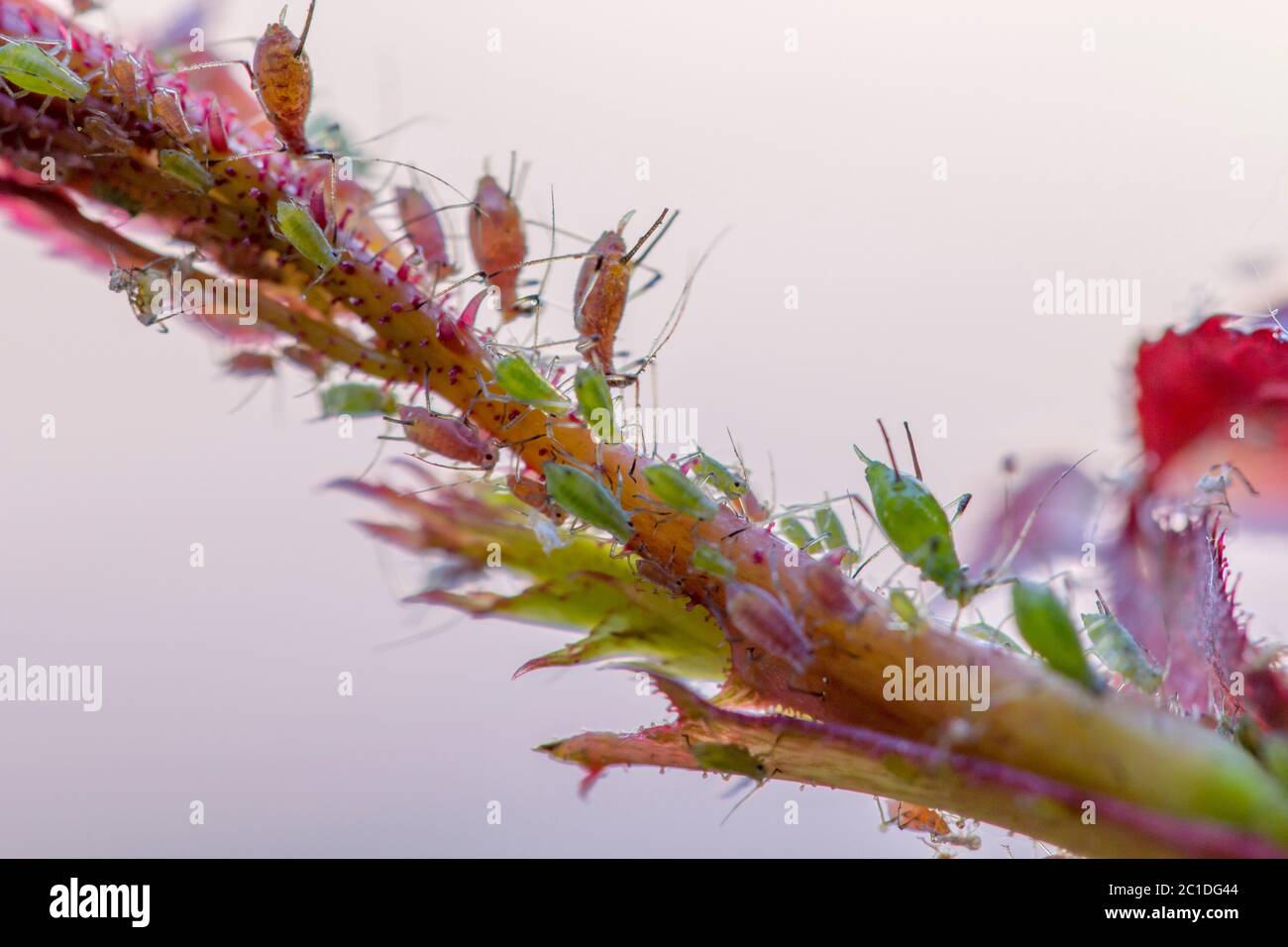 Aphid birth hi-res stock photography and images - Alamy