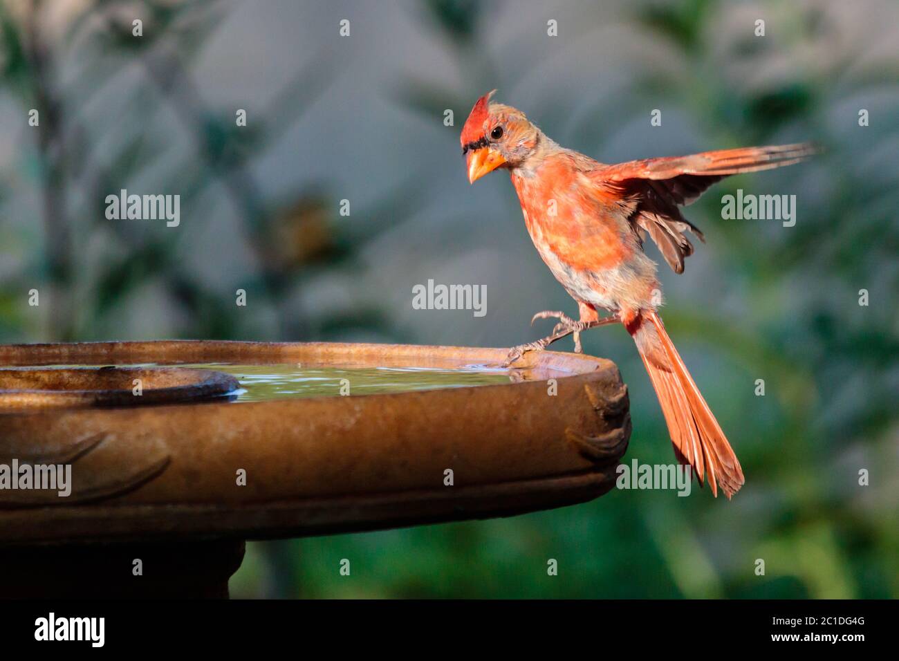 Young cardinal hi-res stock photography and images - Alamy