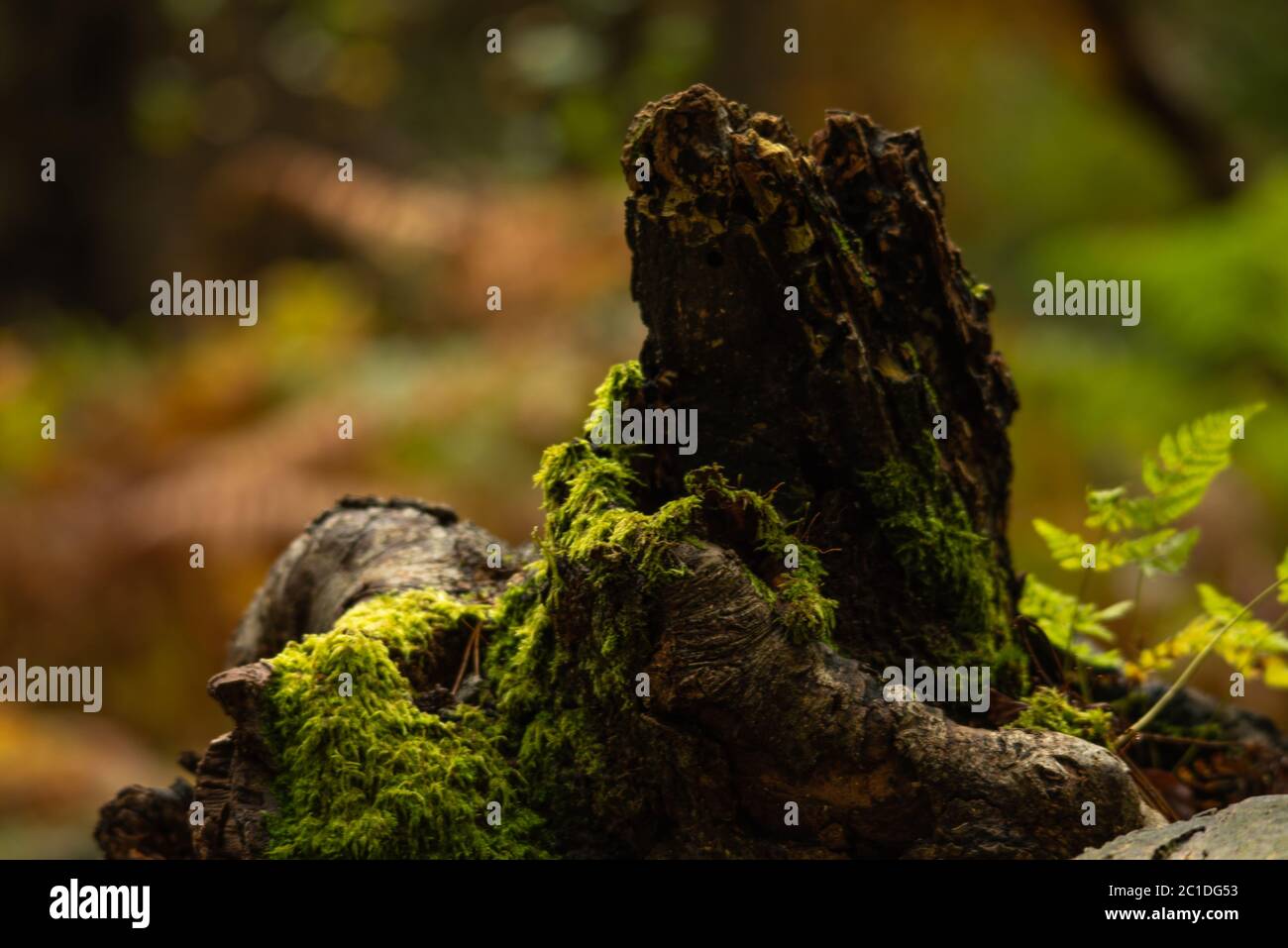 Moss covered fallen tree stump in a Derbyshire forest Stock Photo - Alamy