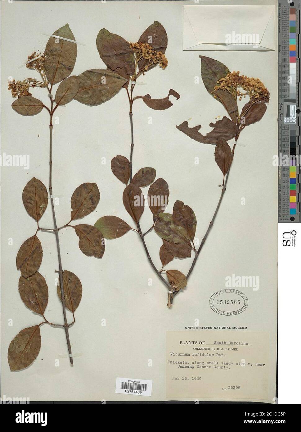 Viburnum rufidulum Viburnum rufidulum Stock Photo - Alamy