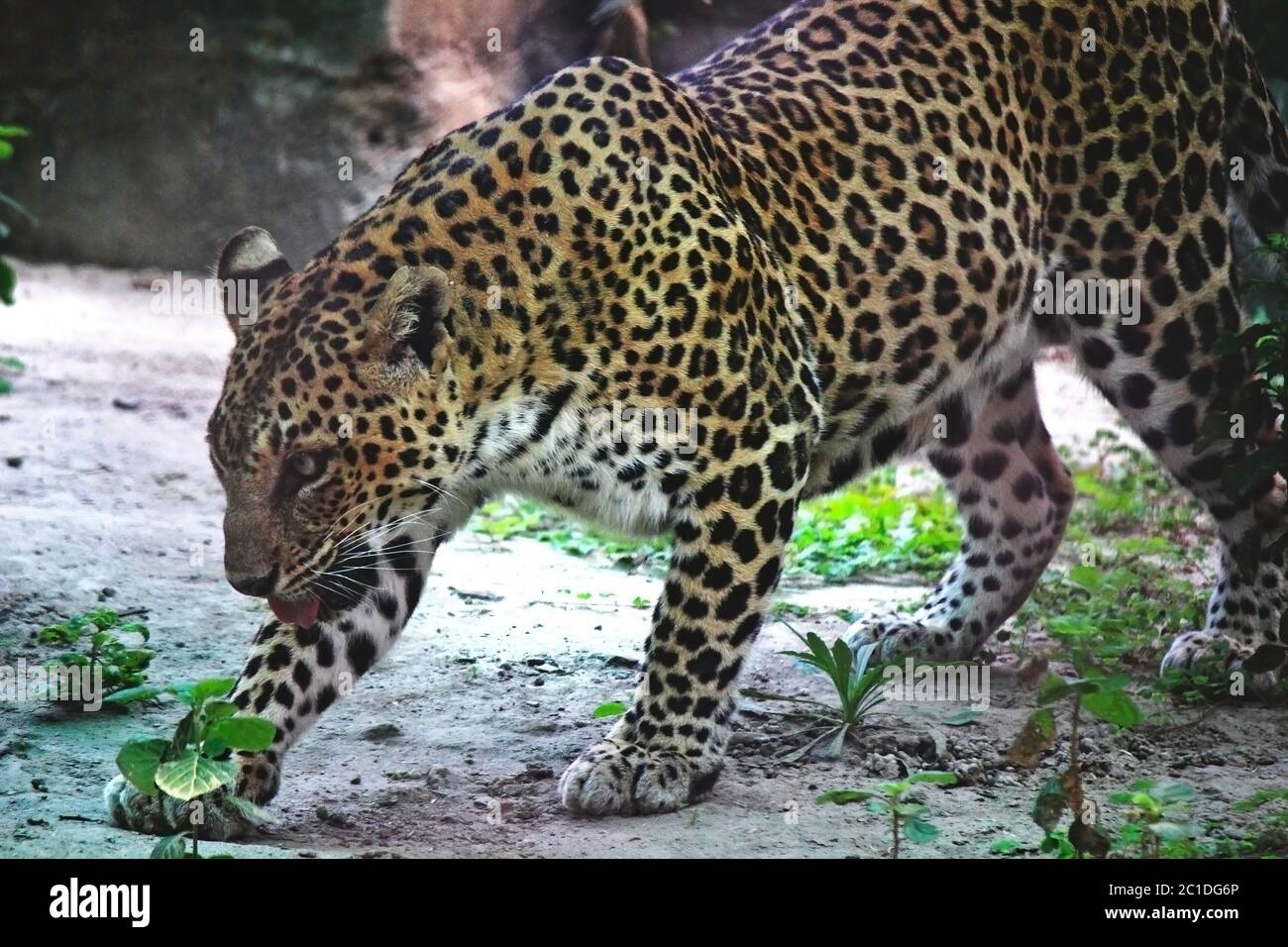 Leopard captured in Indian subcontinent , speed 58 km per hour Stock ...
