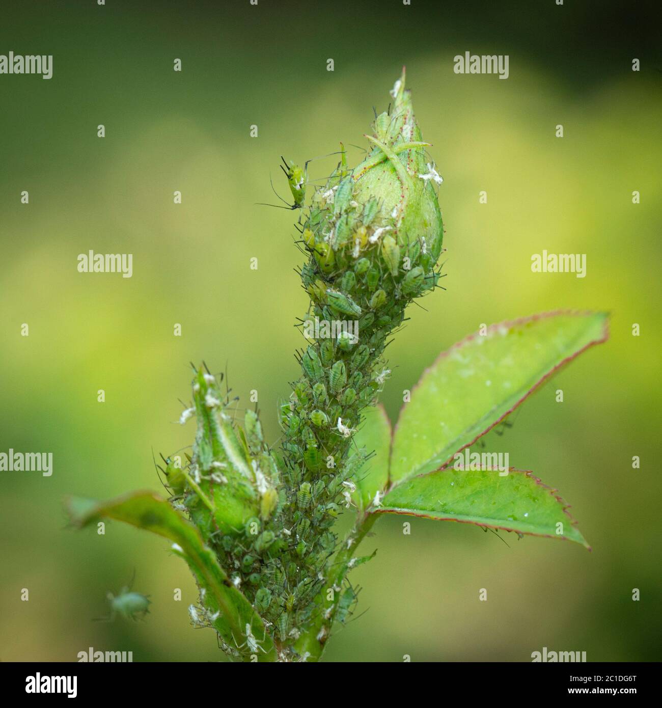 small black aphid on a green leaf in the open air close up Stock Photo ...