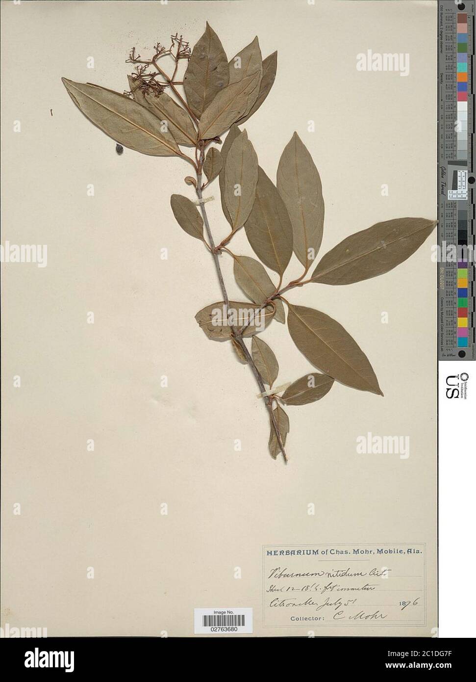 Viburnum nitidum Aiton Viburnum nitidum Aiton Stock Photo - Alamy