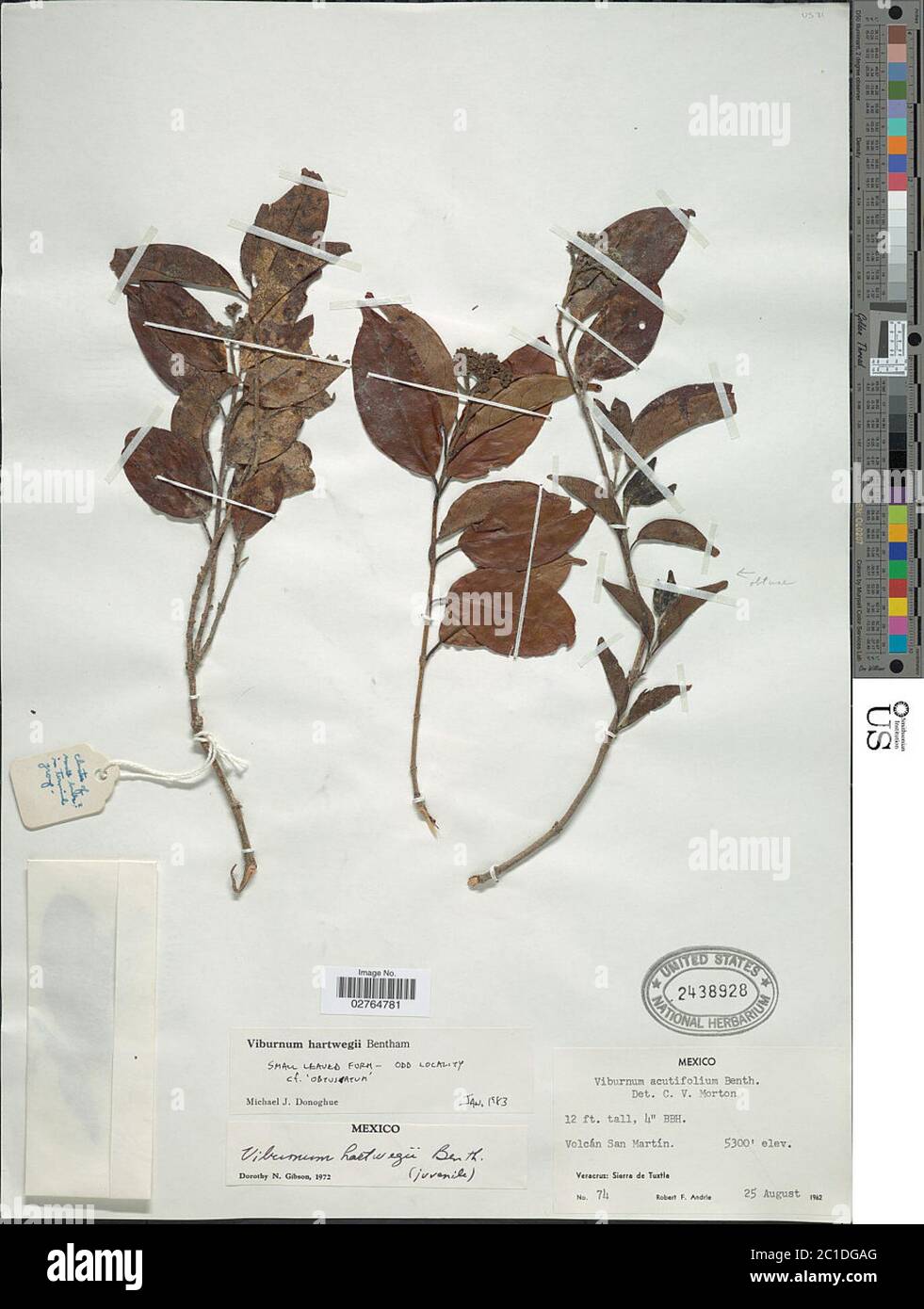 Viburnum hartwegii Viburnum hartwegii Stock Photo - Alamy