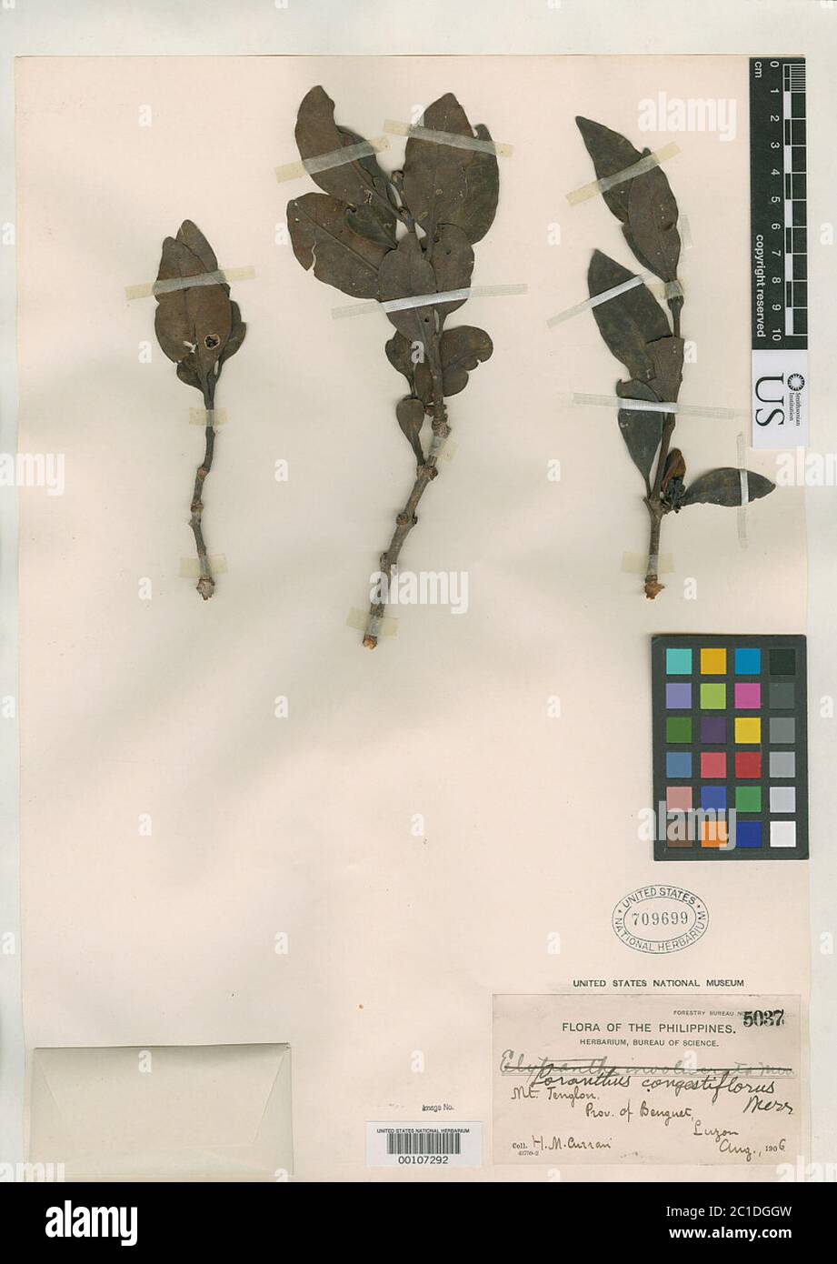 Loranthus High Resolution Stock Photography and Images - Alamy