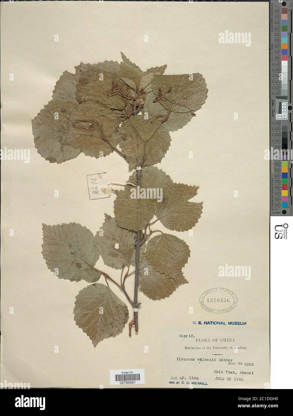 Viburnum wilsonii Rehder Viburnum wilsonii Rehder Stock Photo - Alamy