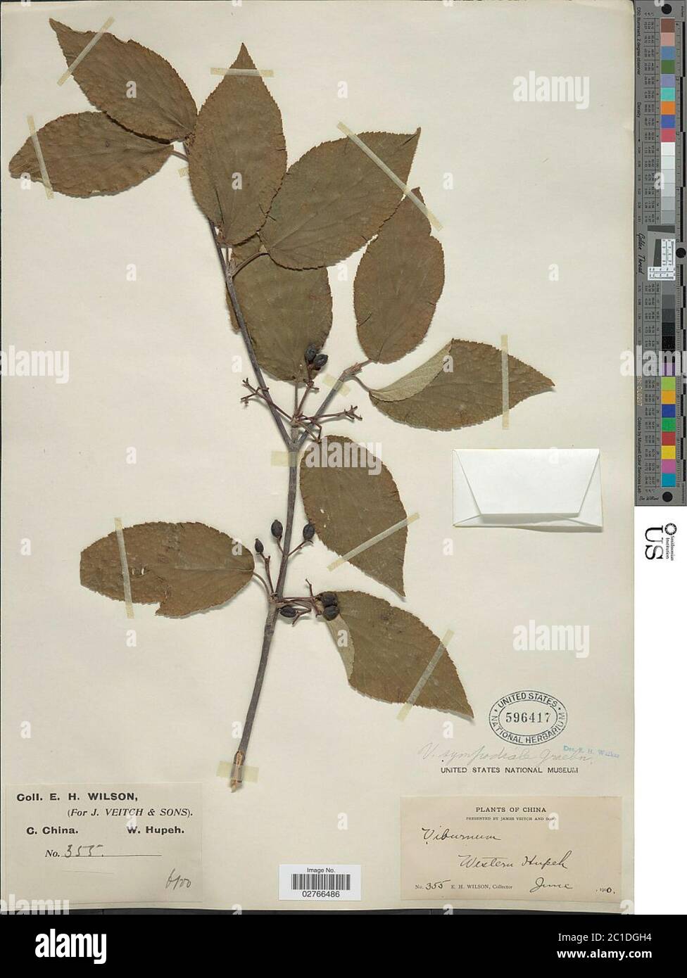 Viburnum sympodiale Graebn Viburnum sympodiale Graebn Stock Photo - Alamy
