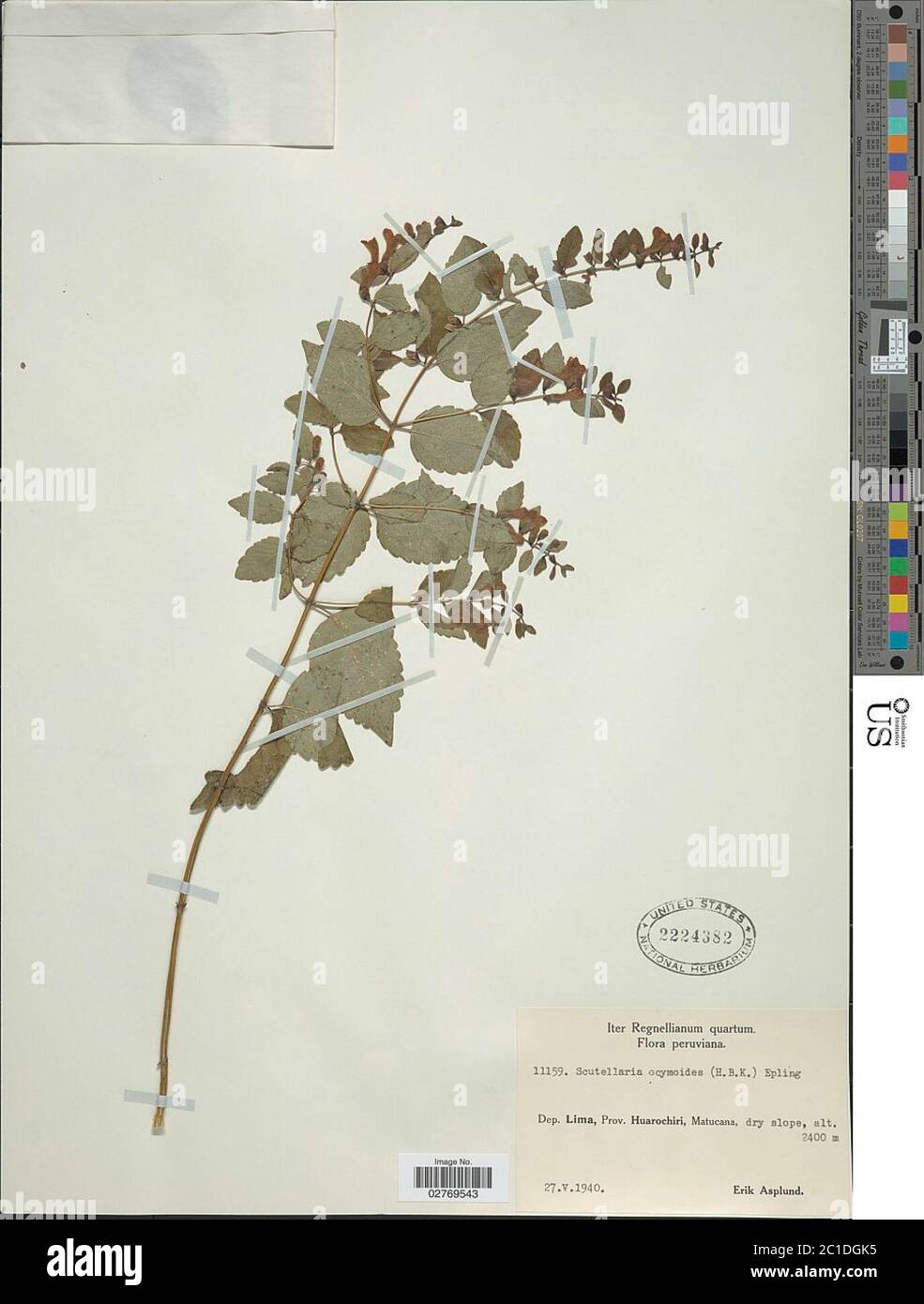 Scutellaria ocymoides Kunth Epling Scutellaria ocymoides Kunth Epling ...
