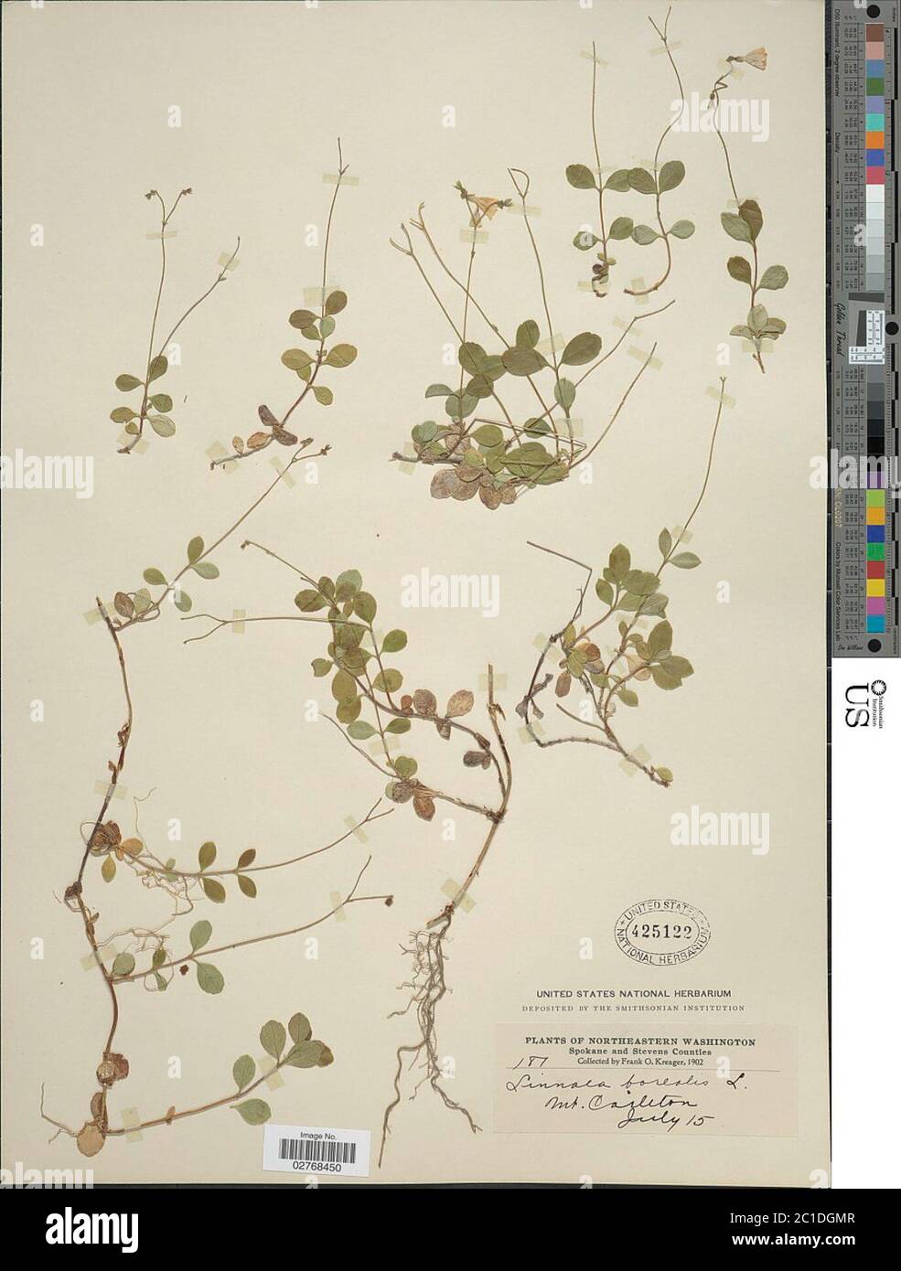 Linnaea borealis L Linnaea borealis L Stock Photo - Alamy