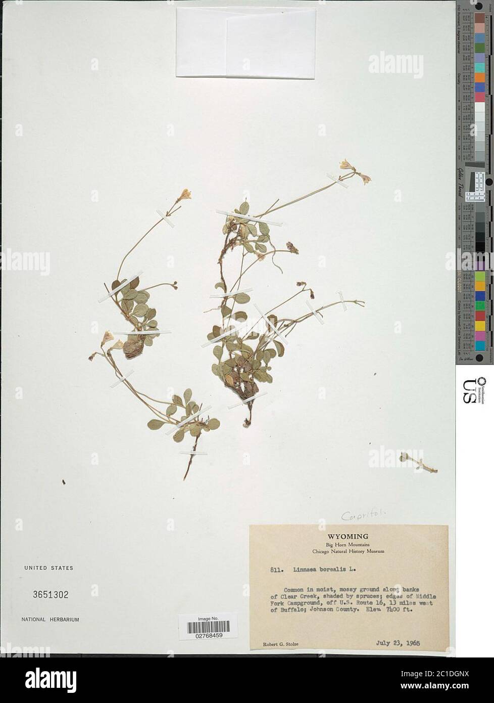 Linnaea borealis l hi-res stock photography and images - Alamy