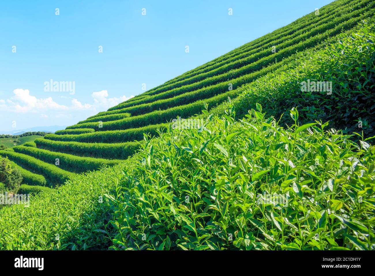 Green tea garden hi-res stock photography and images - Alamy