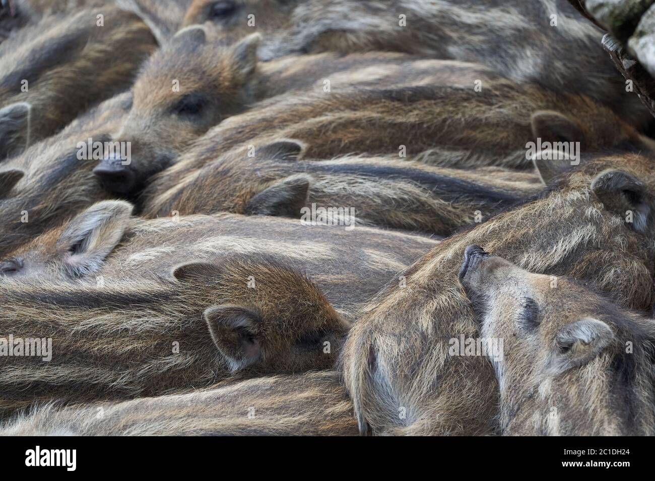 Wild boar Sus scrofa swine common wild pig offspring Stock Photo - Alamy