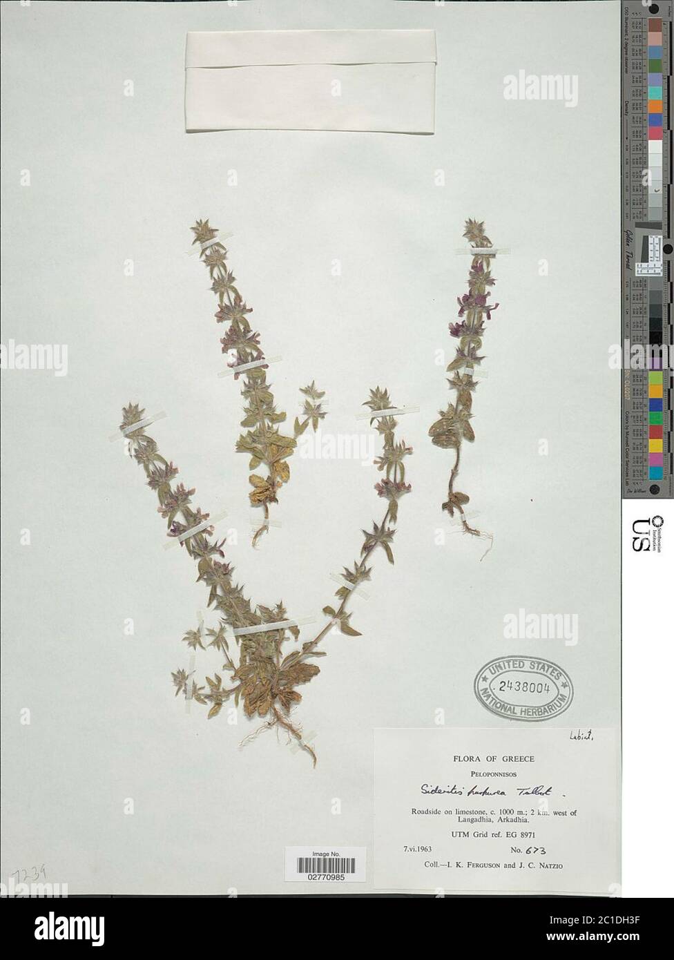 Sideritis purpurea Talbot ex Benth Sideritis purpurea Talbot ex Benth ...