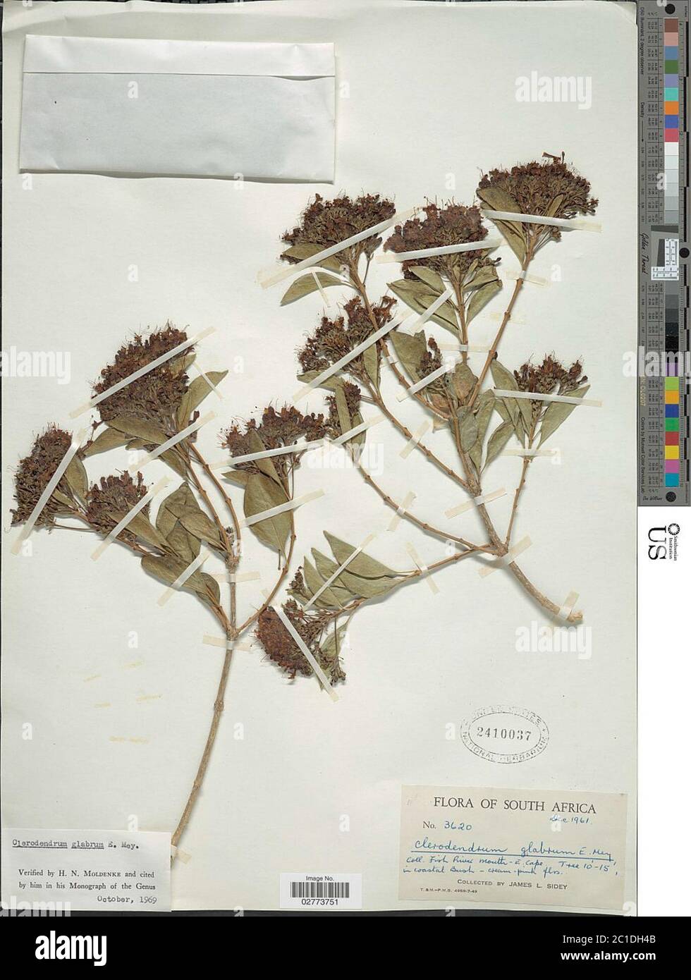 Clerodendrum glabrum hi-res stock photography and images - Alamy