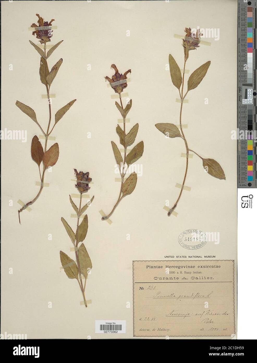 Prunella grandiflora Prunella grandiflora Stock Photo - Alamy