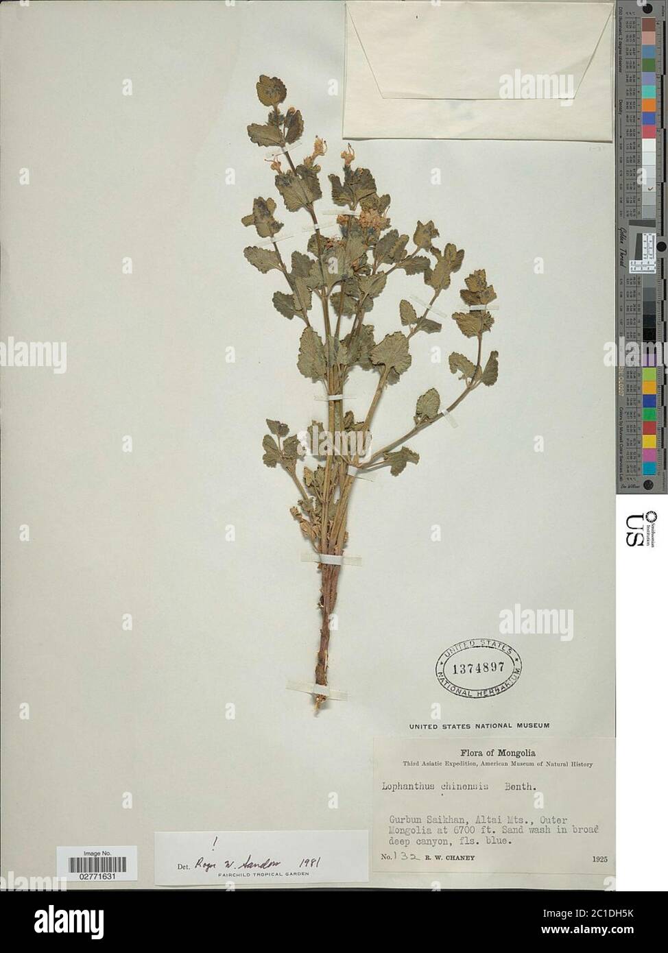 Lophanthus chinensis Benth Lophanthus chinensis Benth Stock Photo - Alamy