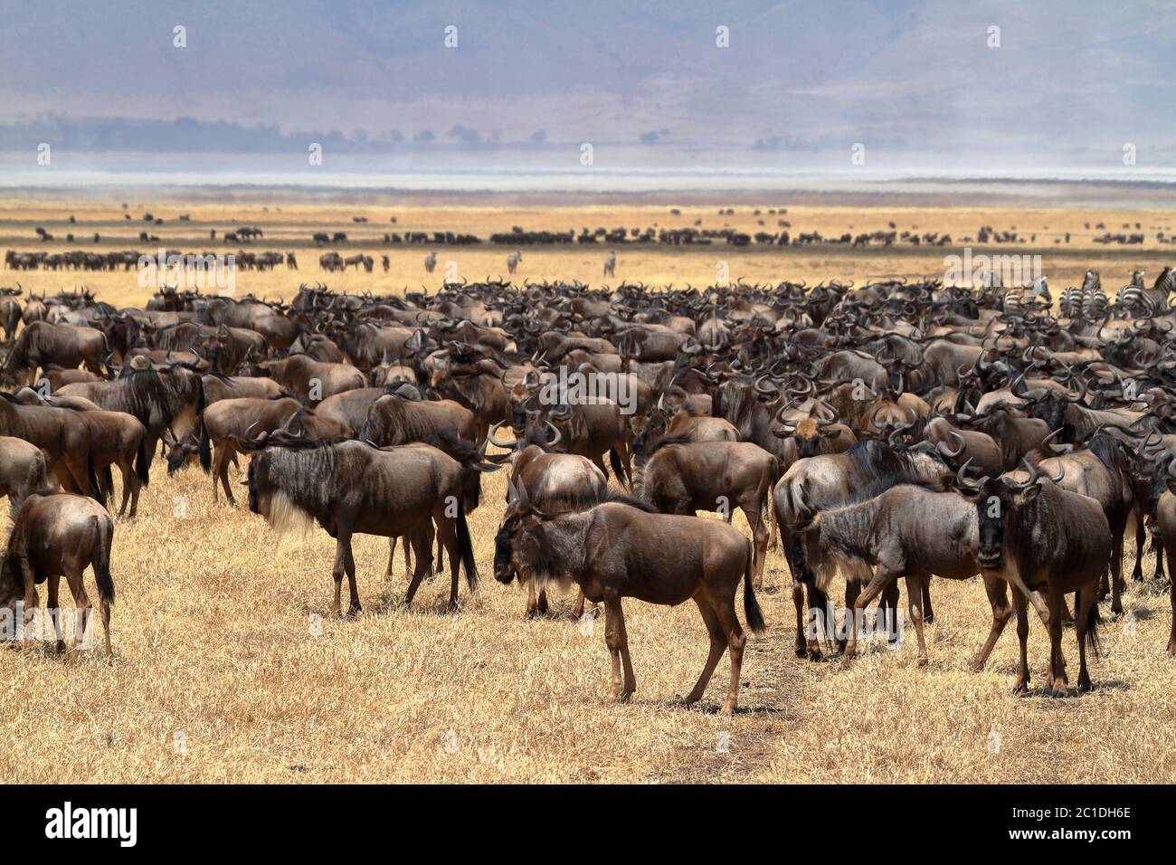 Wildebeest gnu wildlife serengeti hi-res stock photography and images ...