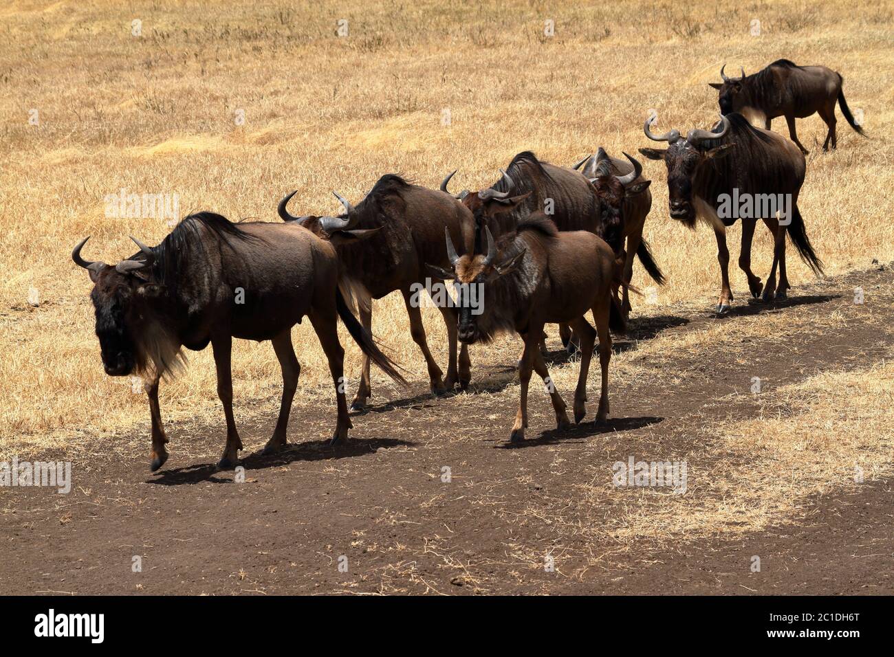 Gnu serengeti hi-res stock photography and images - Alamy