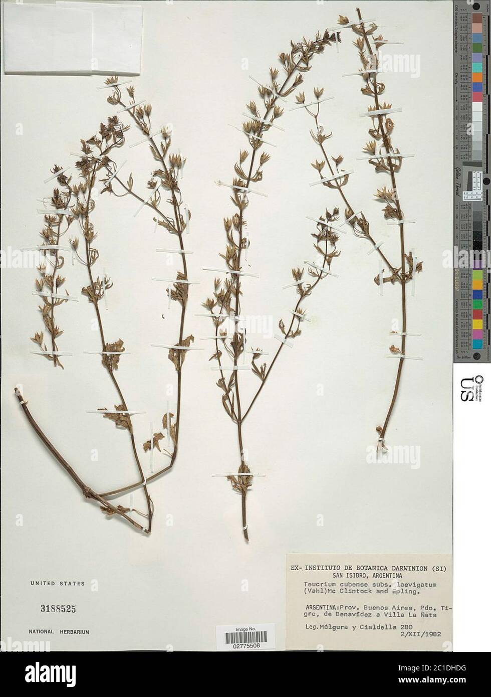 Teucrium cubense Jacq Teucrium cubense Jacq Stock Photo - Alamy