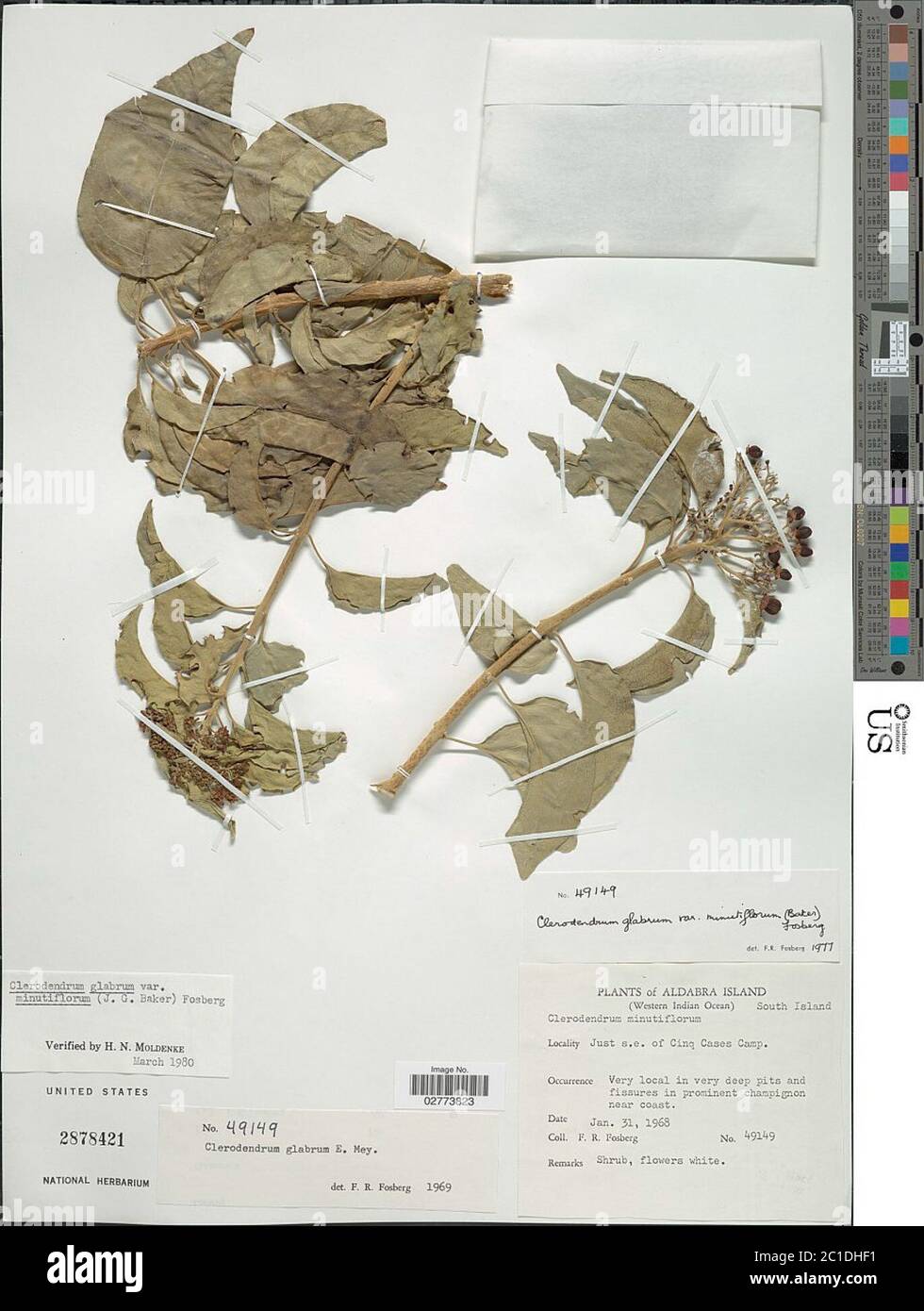 Clerodendrum glabrum var minutiflorum Baker Fosberg Clerodendrum ...