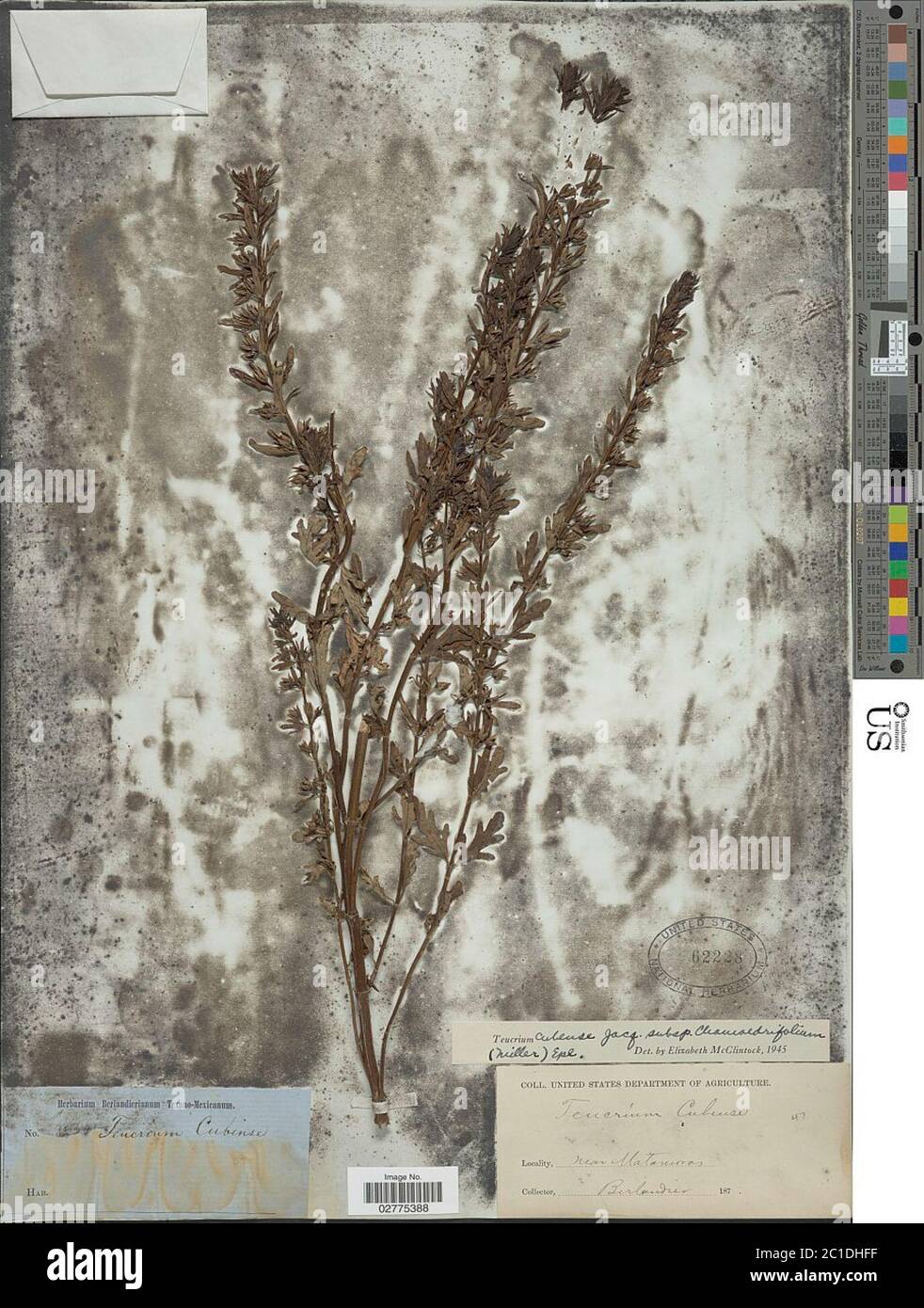 Teucrium cubense subsp chamaedrifolium Jacq Teucrium cubense subsp ...