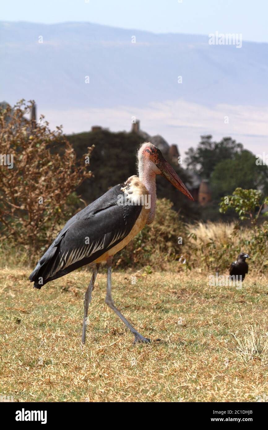 Marabou hi-res stock photography and images - Alamy