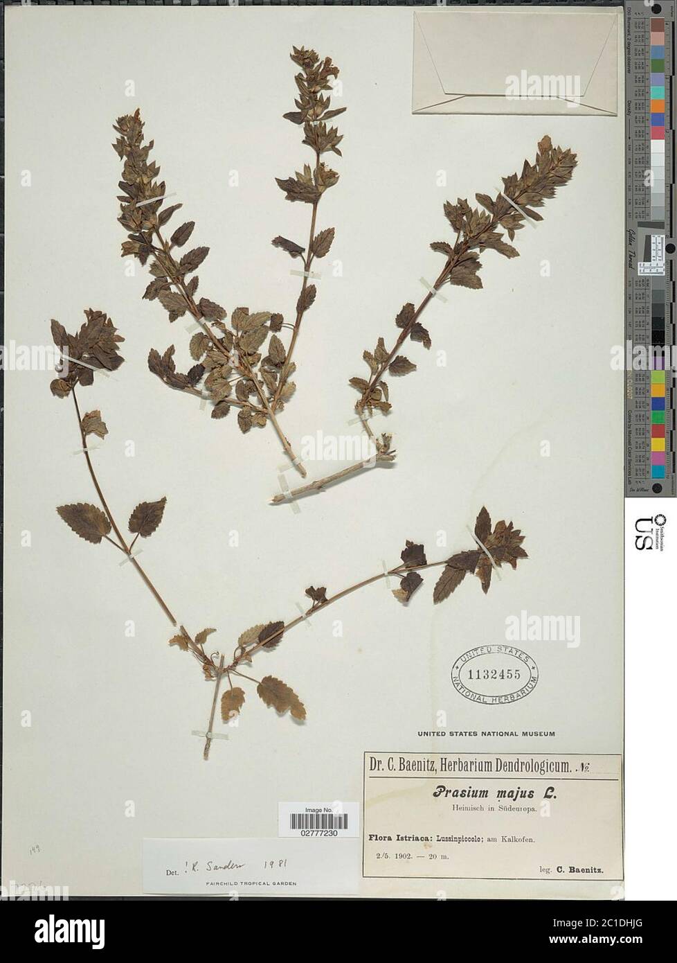 Prasium majus hi-res stock photography and images - Alamy