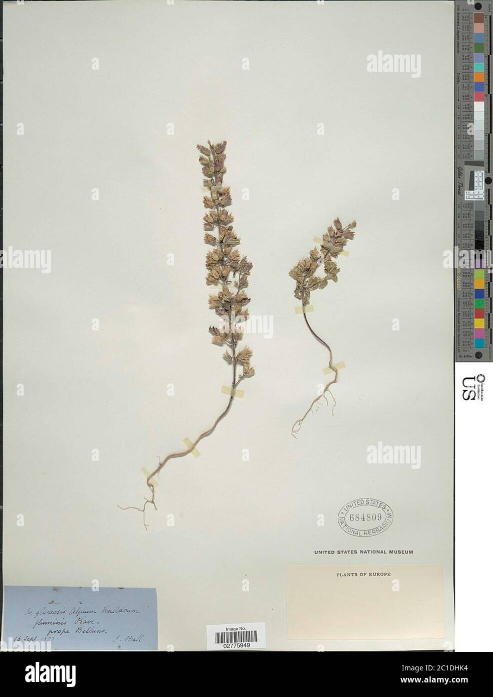 Teucrium sp hi-res stock photography and images - Alamy