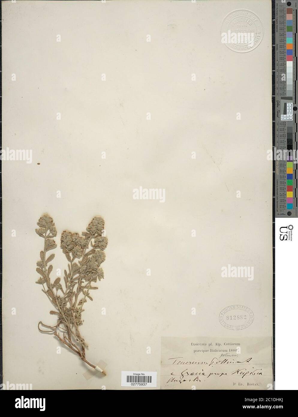 Teucrium polium Teucrium polium Stock Photo - Alamy