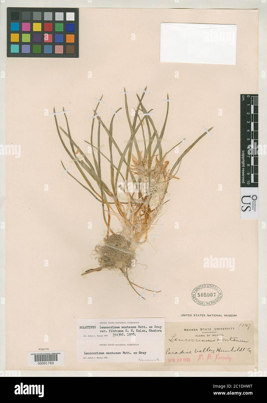 Fibrosum hi-res stock photography and images - Alamy