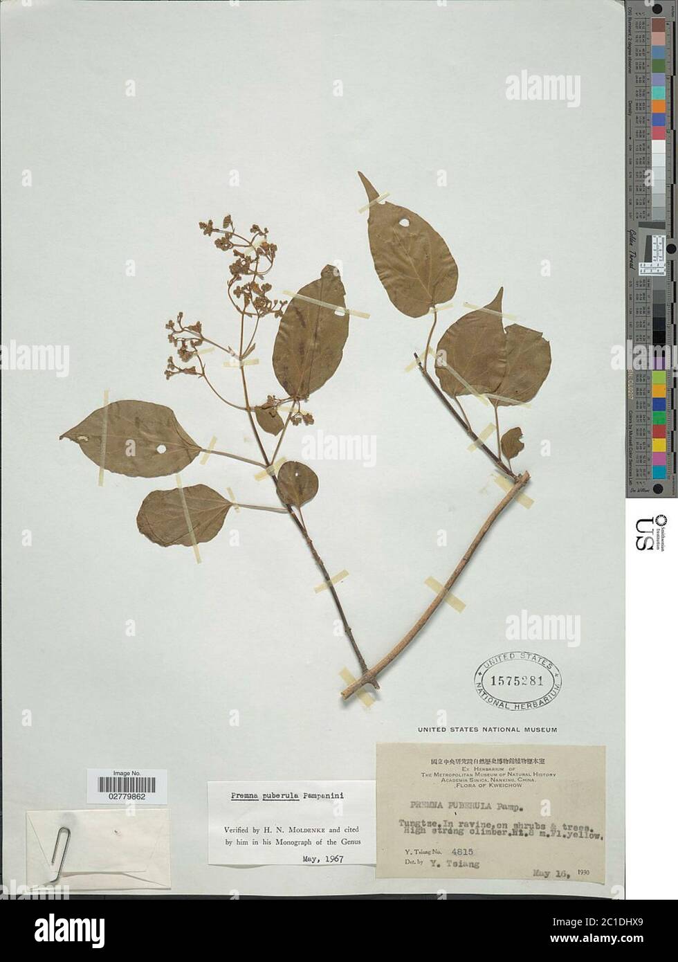 Premna puberula Pamp Premna puberula Pamp Stock Photo - Alamy