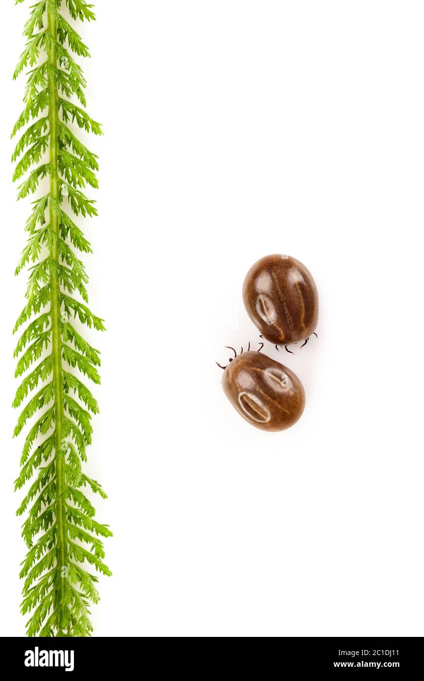 Huge close up detail Cut Out Stock Images & Pictures - Alamy