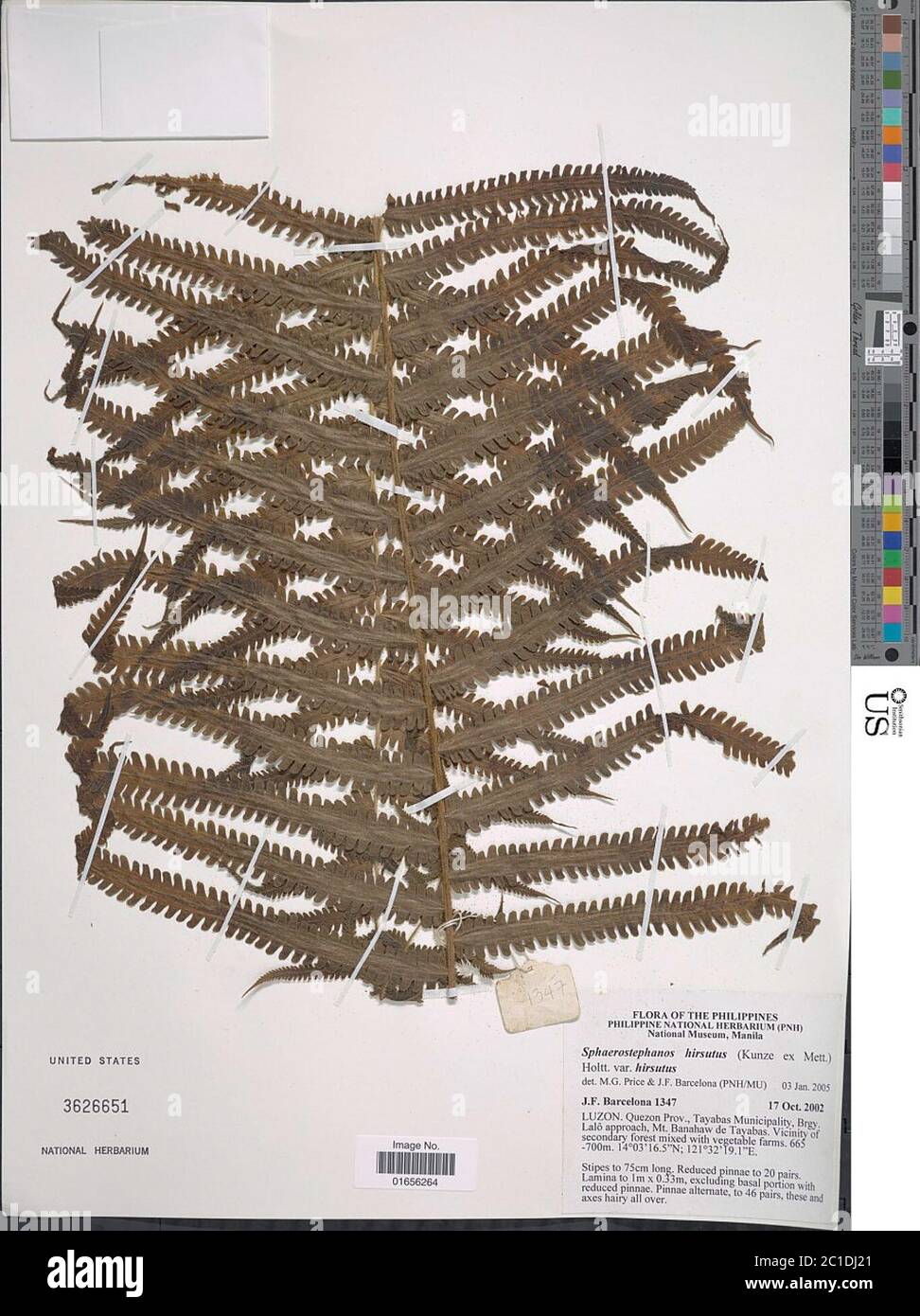 Pronephrium hirsutum Ching YX Lin Pronephrium hirsutum Ching YX Lin ...