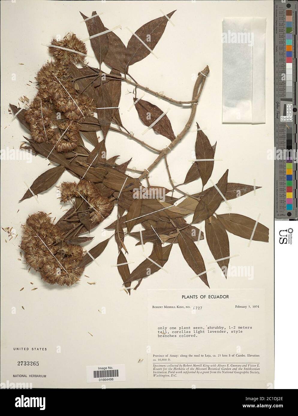 Grosvenoria hypargyra BL Rob RM King H Rob Grosvenoria hypargyra BL Rob ...